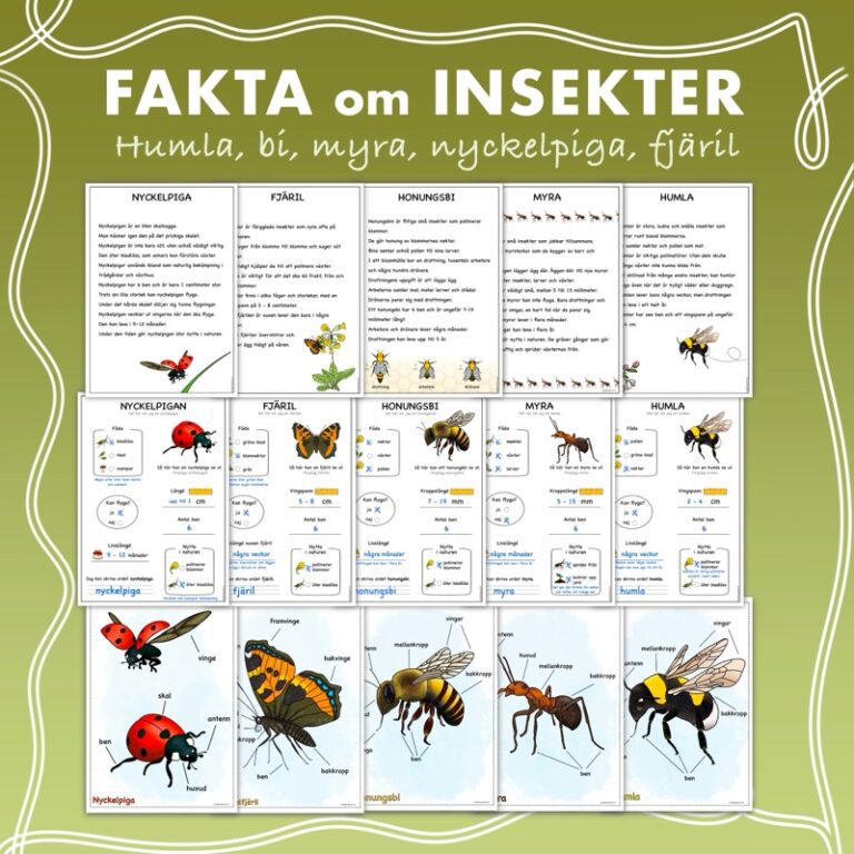 Materialpaket - Fakta om insekter - NPF anpassat