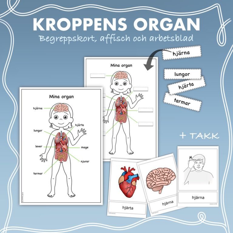 Kroppens organ - Begreppskort, arbetsblad & affisch - NPF anpassat