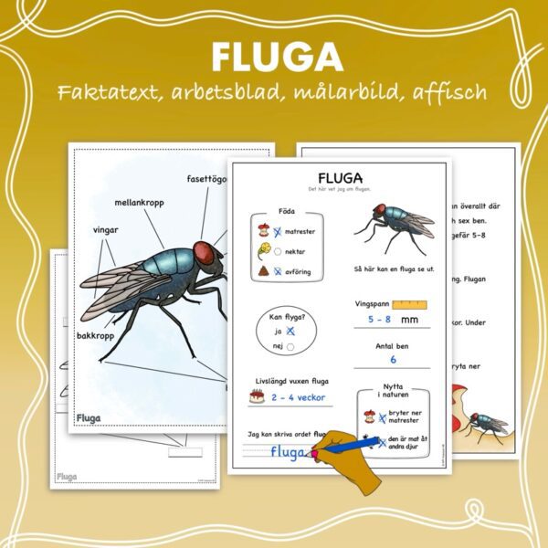 Fakta om insekter: fluga - NPF anpassat